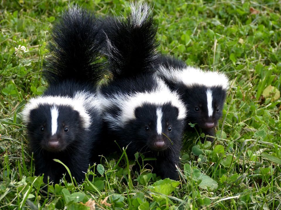 How to Tell a Skunk – The Russian Reader